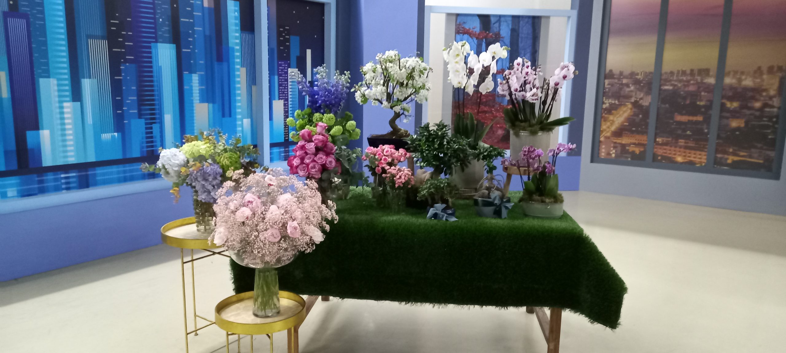 Programa Madeira viva - Tulipa